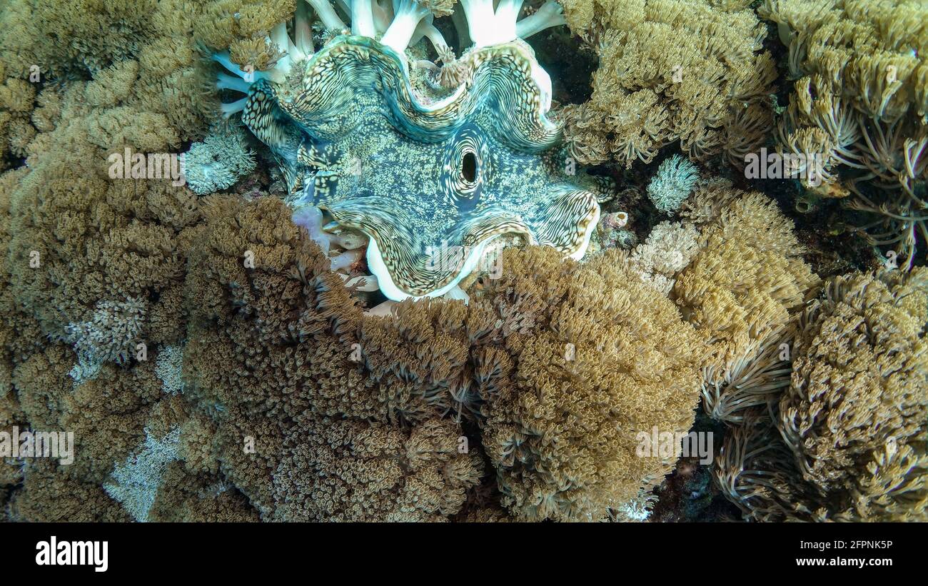 Very large beautiful light blue Giant Clam with sand colored spots with ...