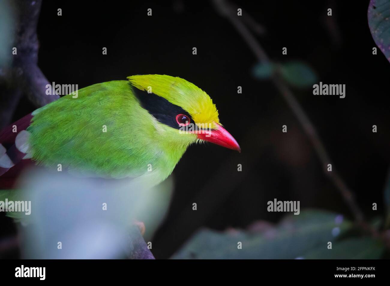 Magpie india hi-res stock photography and images - Alamy