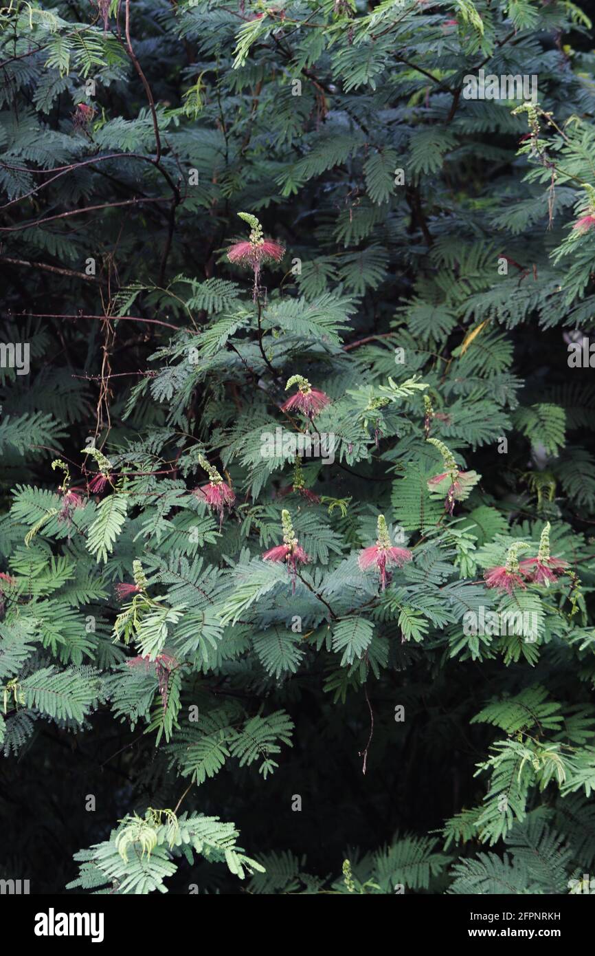 Calliandra Calothyrsus