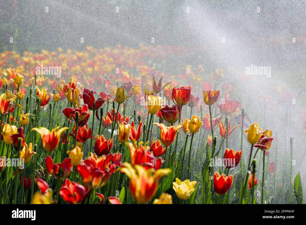 Tulip Fire High Resolution Stock Photography and Images - Alamy