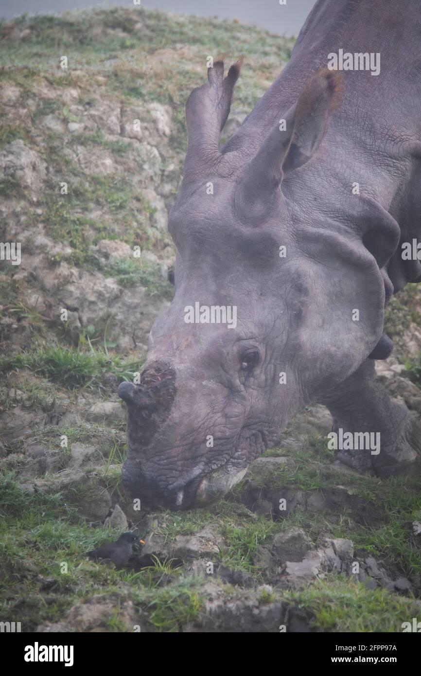 Indian One Horned Rhinoceros near water, Kaziranga Tiger Reserve, Assam ...