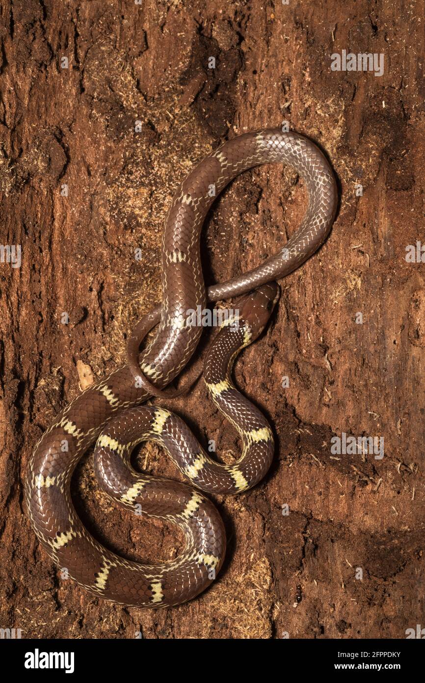 Common Wolf Snake, Lycodon aulicus Stock Photo - Alamy