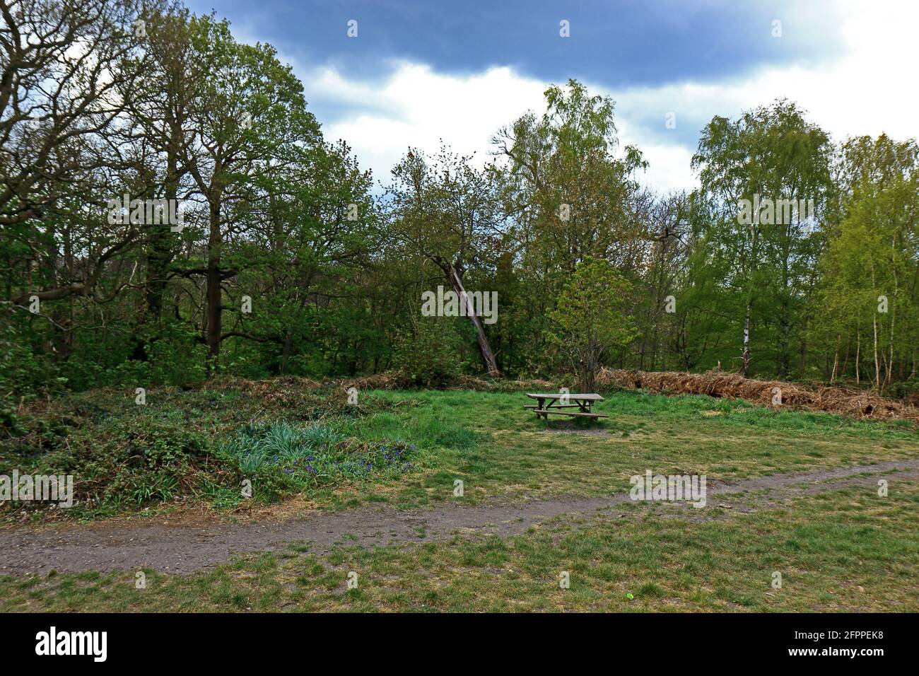 Woodland picnic area in Ashenbank woods Stock Photo - Alamy