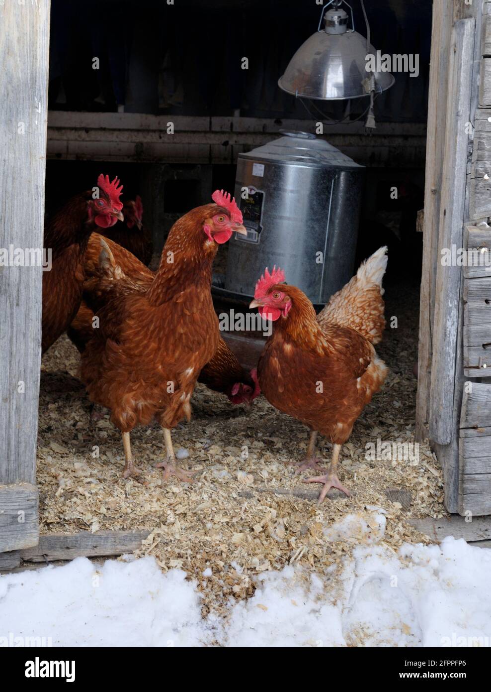 Chickens at coop Stock Photo - Alamy