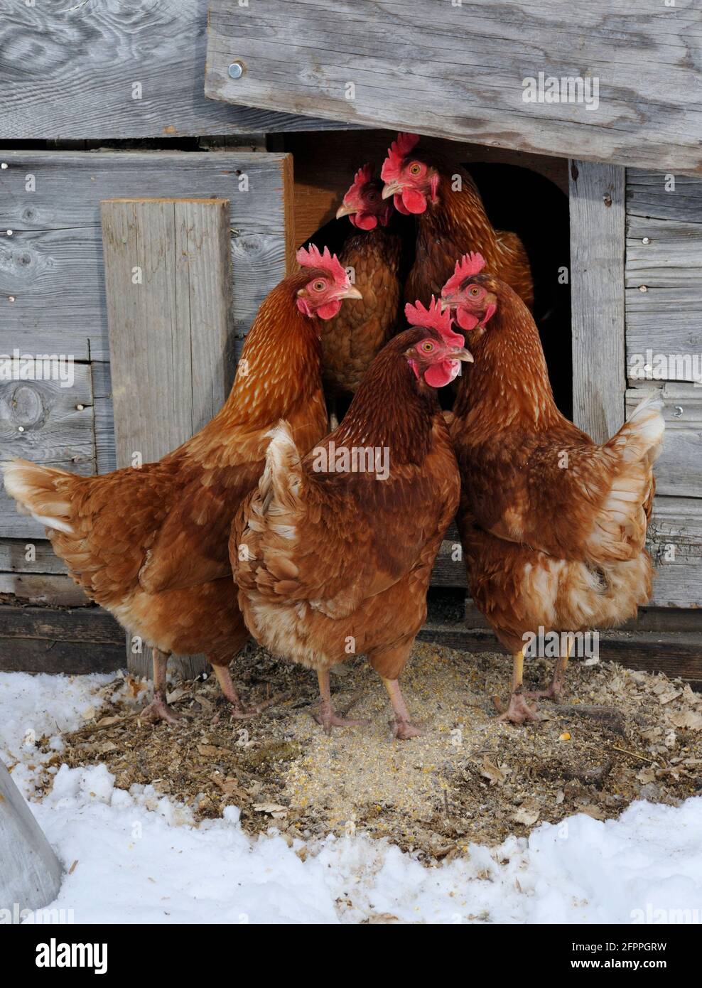 Farmyard chickens hi-res stock photography and images - Alamy