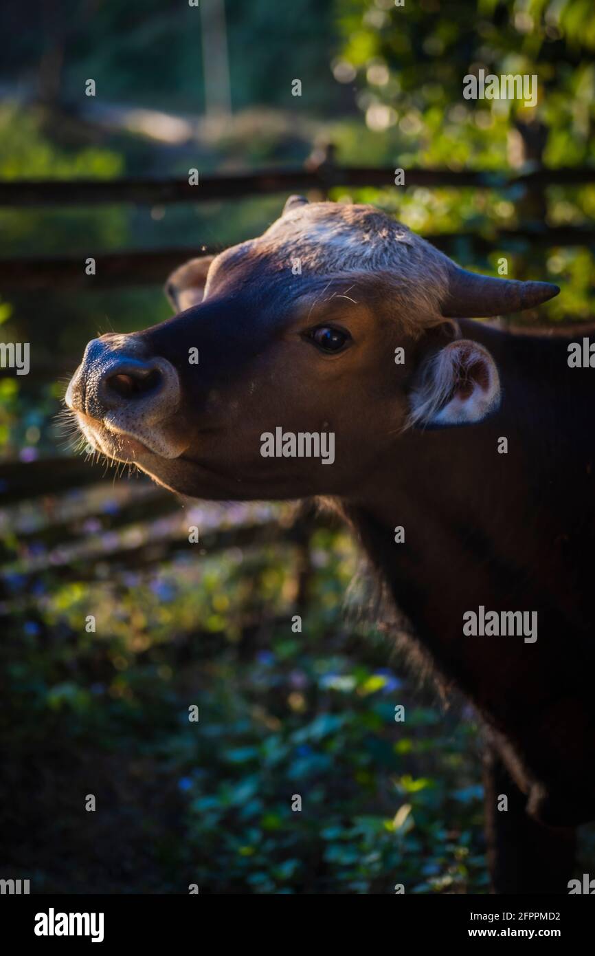 Mithun, Bos frontalis, State Animal of Nagaland, Satakha, Nagaland ...