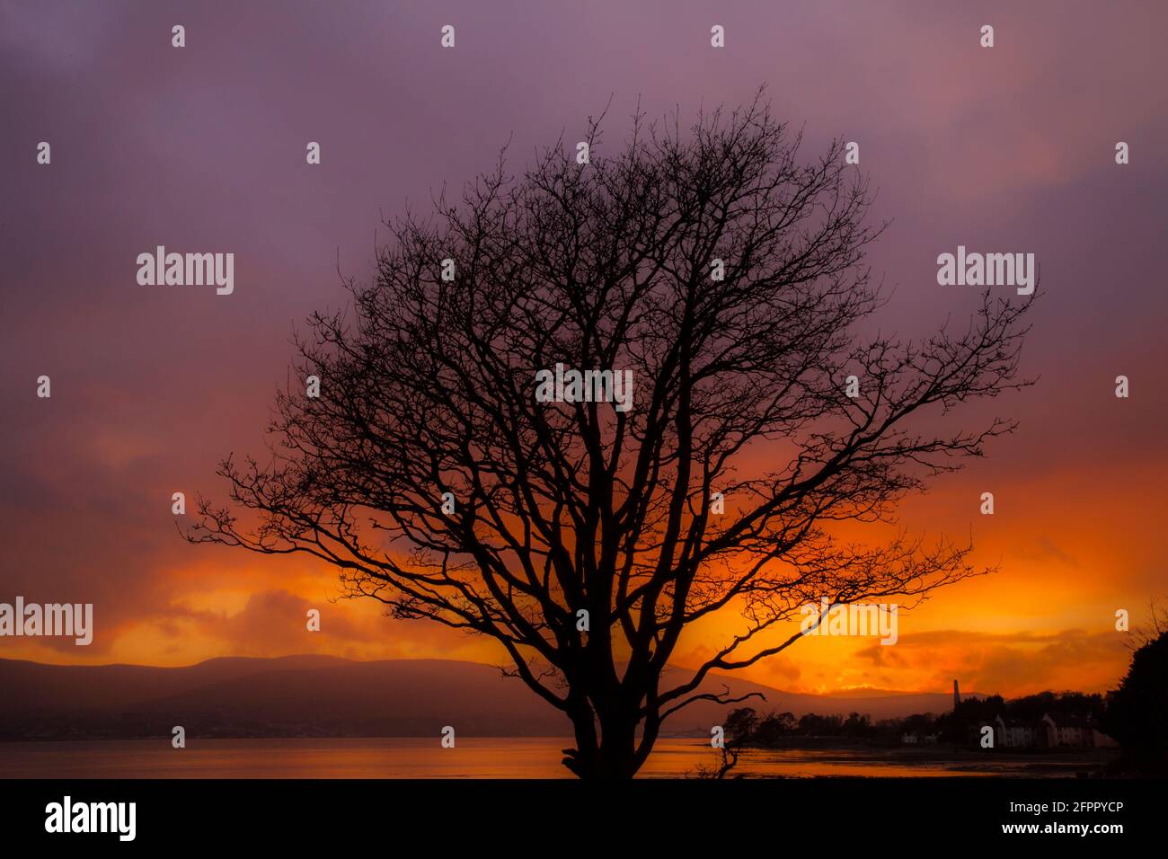 Tree in sunset Stock Photo - Alamy