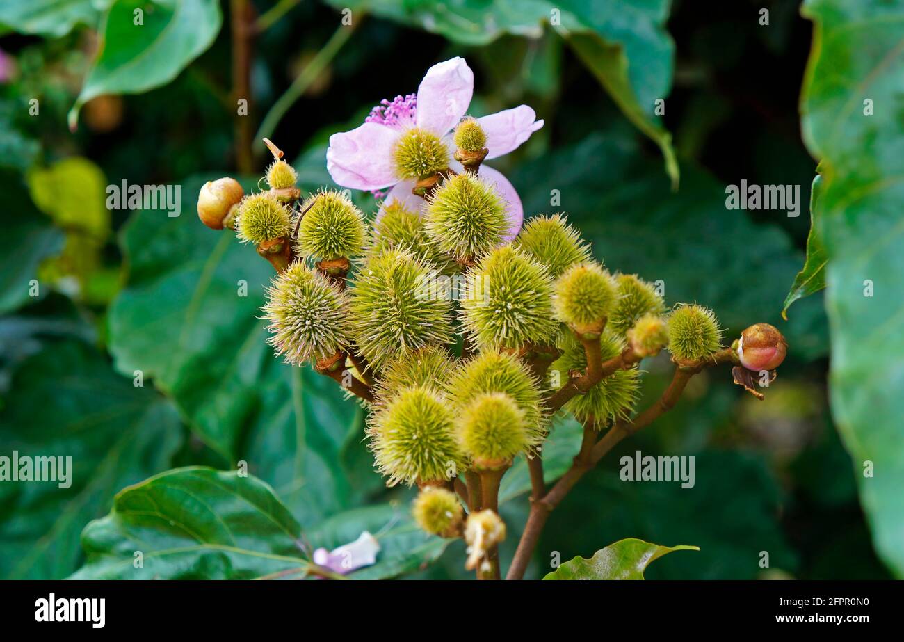 Achiote Tree High Resolution Stock Photography and Images - Alamy