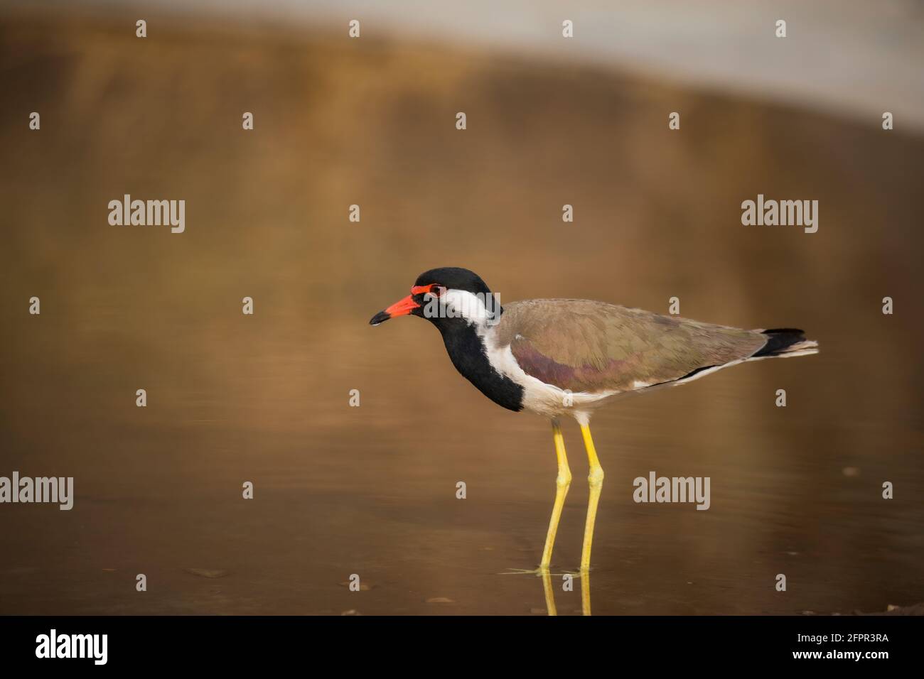 Red-wattled Lapwing, Vanellus indicus, Jhalana, Rajasthan, India Stock ...