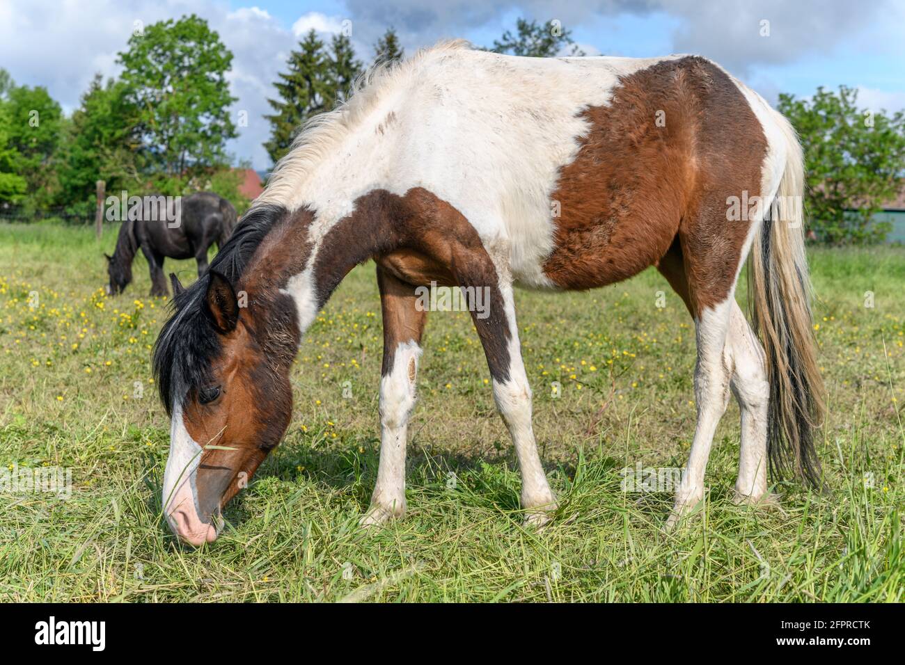 Irish cob hi-res stock photography and images - Alamy