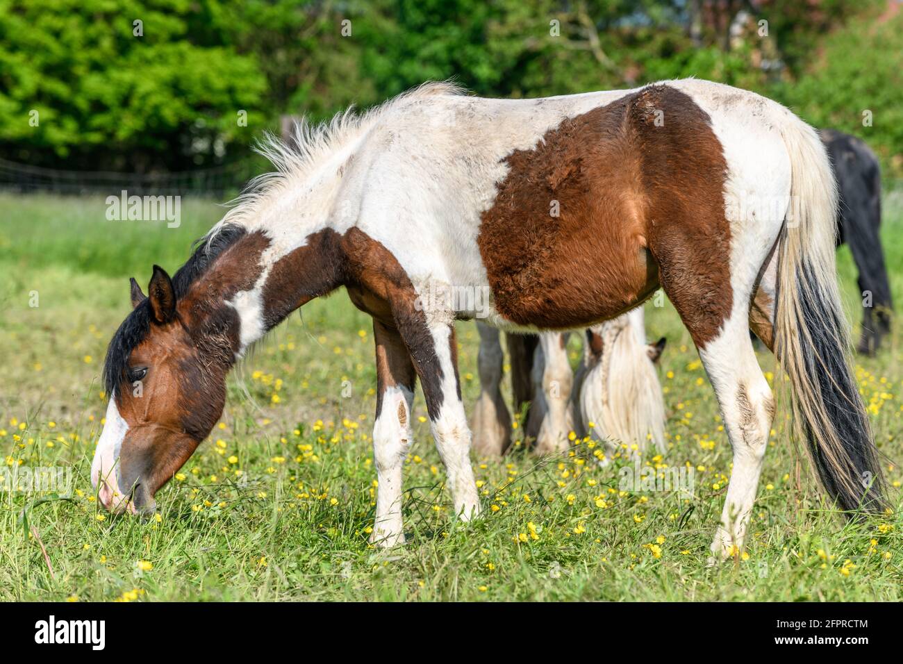 Irish cob horses in a pasture. Grazing in the French countryside in ...