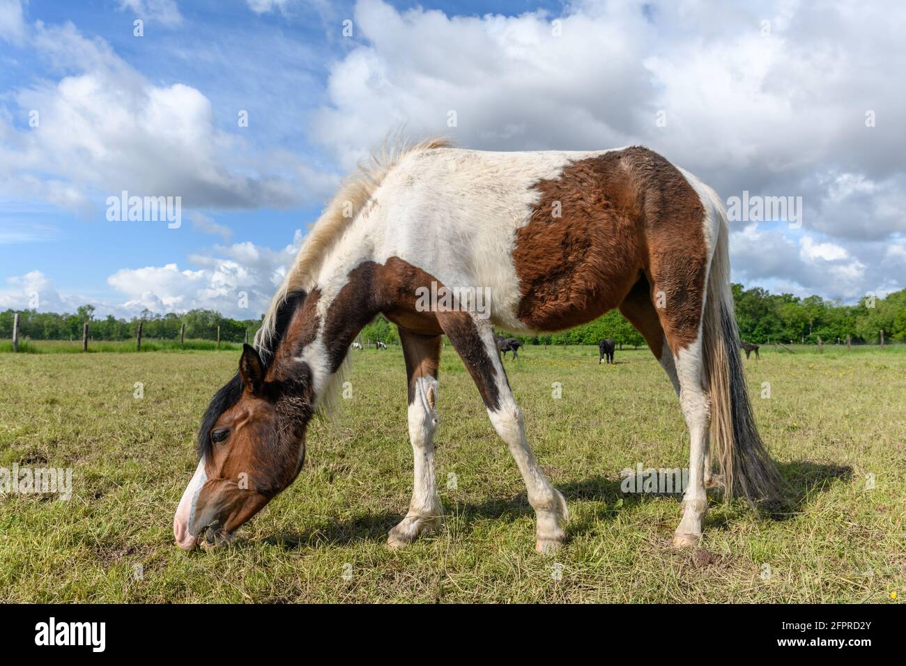 Pony in a pasture in spring. Horses in the French countryside Stock ...