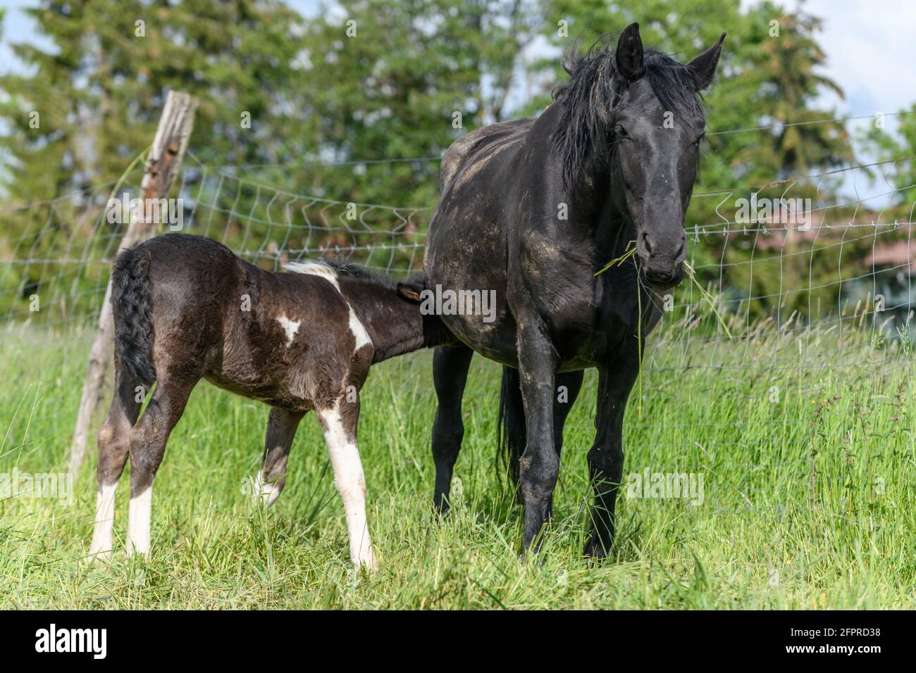 Foal with its mother in a pasture. Horses in the French countryside in ...