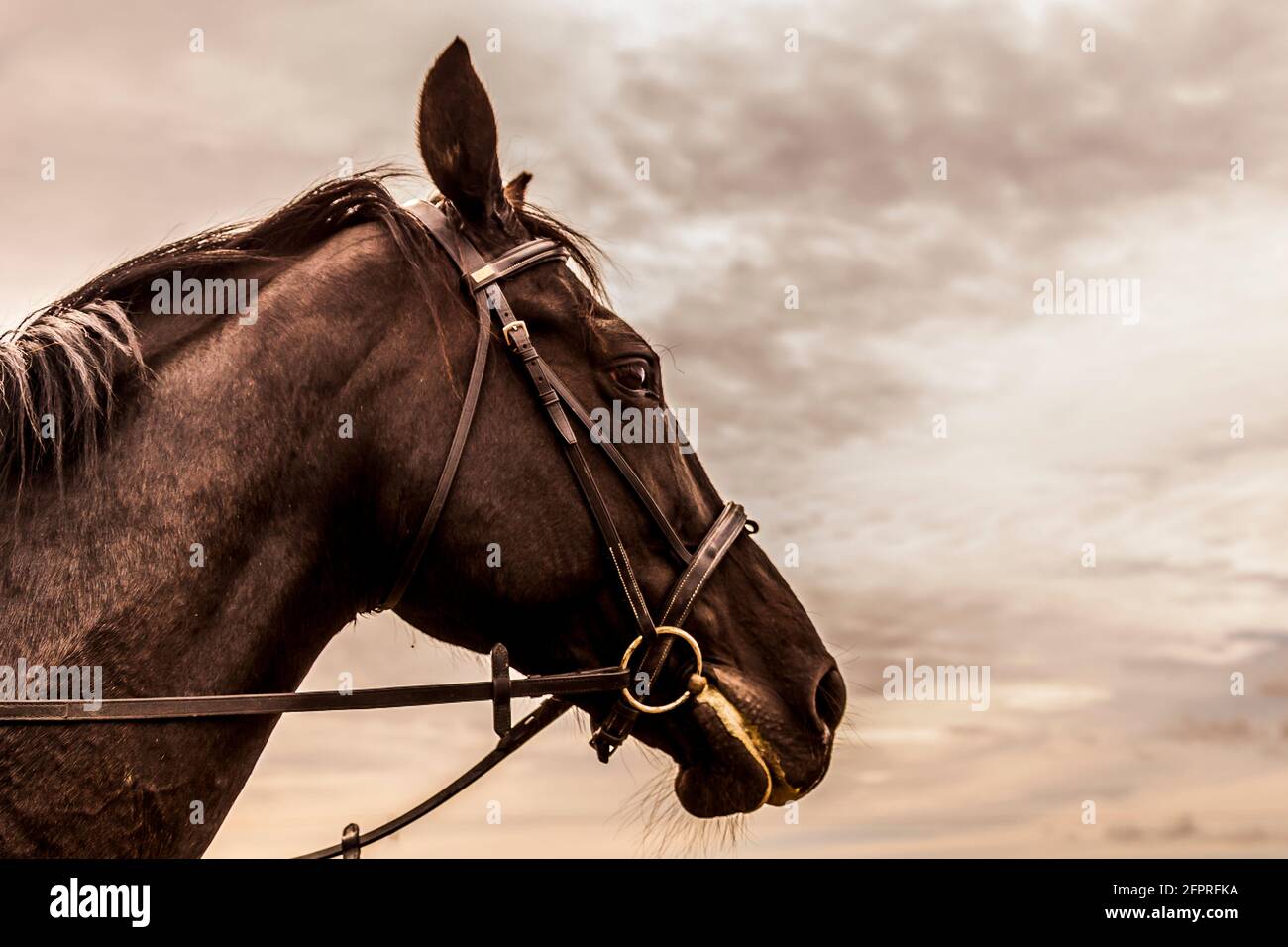 Equestrian poses hi-res stock photography and images - Alamy