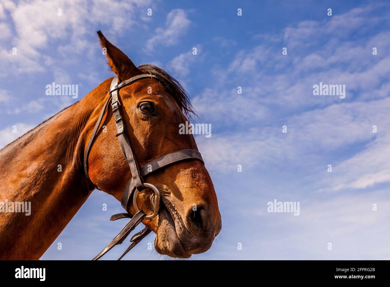 Horse poses hi-res stock photography and images - Alamy
