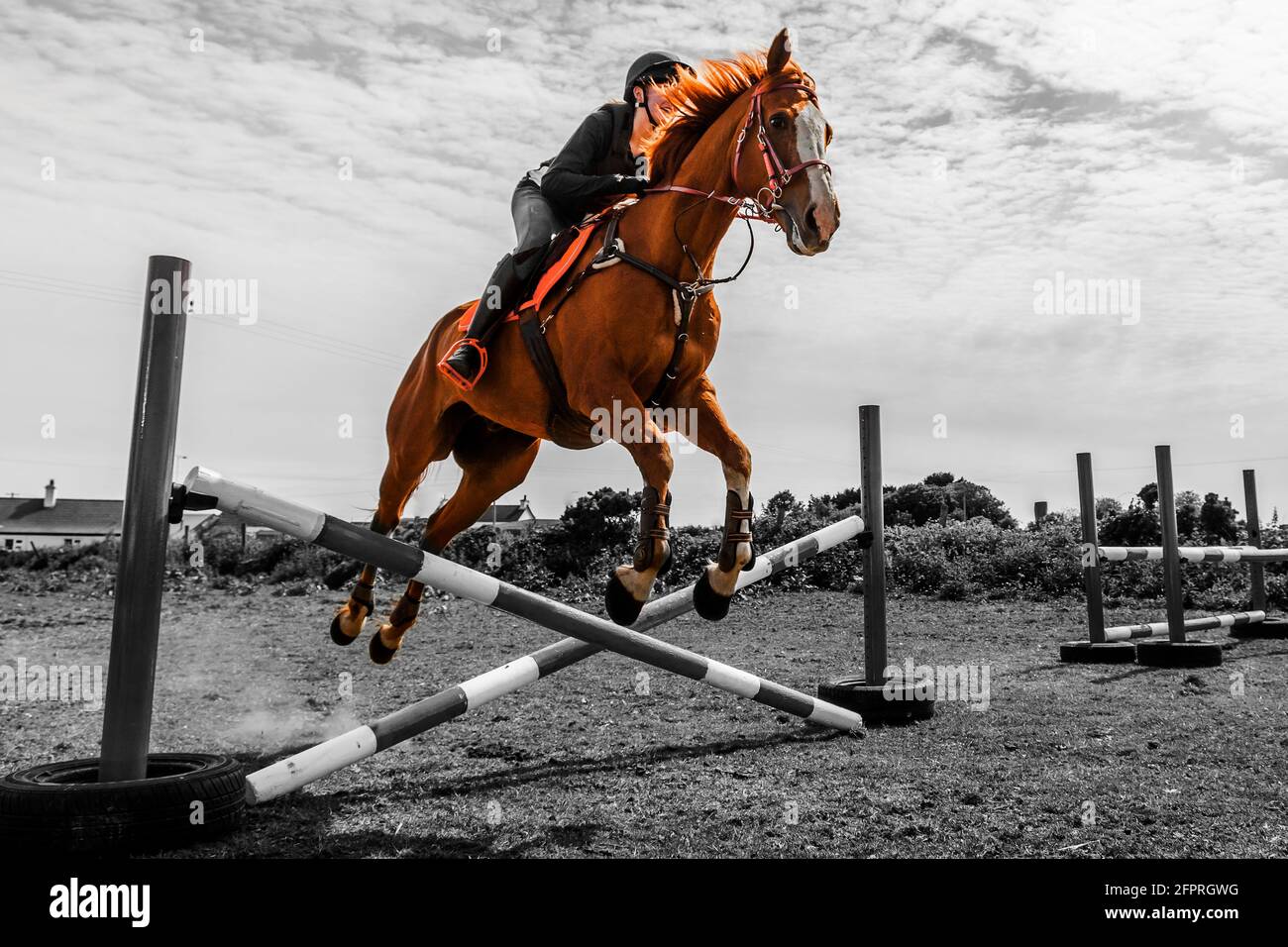 Horse poses hi-res stock photography and images - Alamy