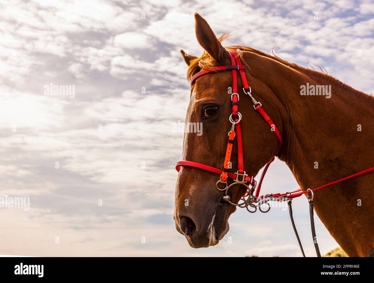 Horse poses hi-res stock photography and images - Alamy