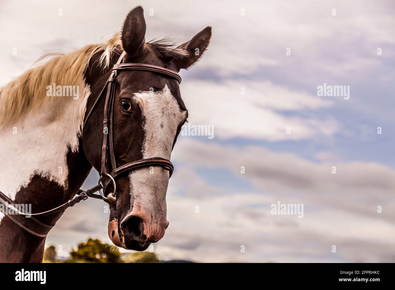 Horse poses hi-res stock photography and images - Alamy