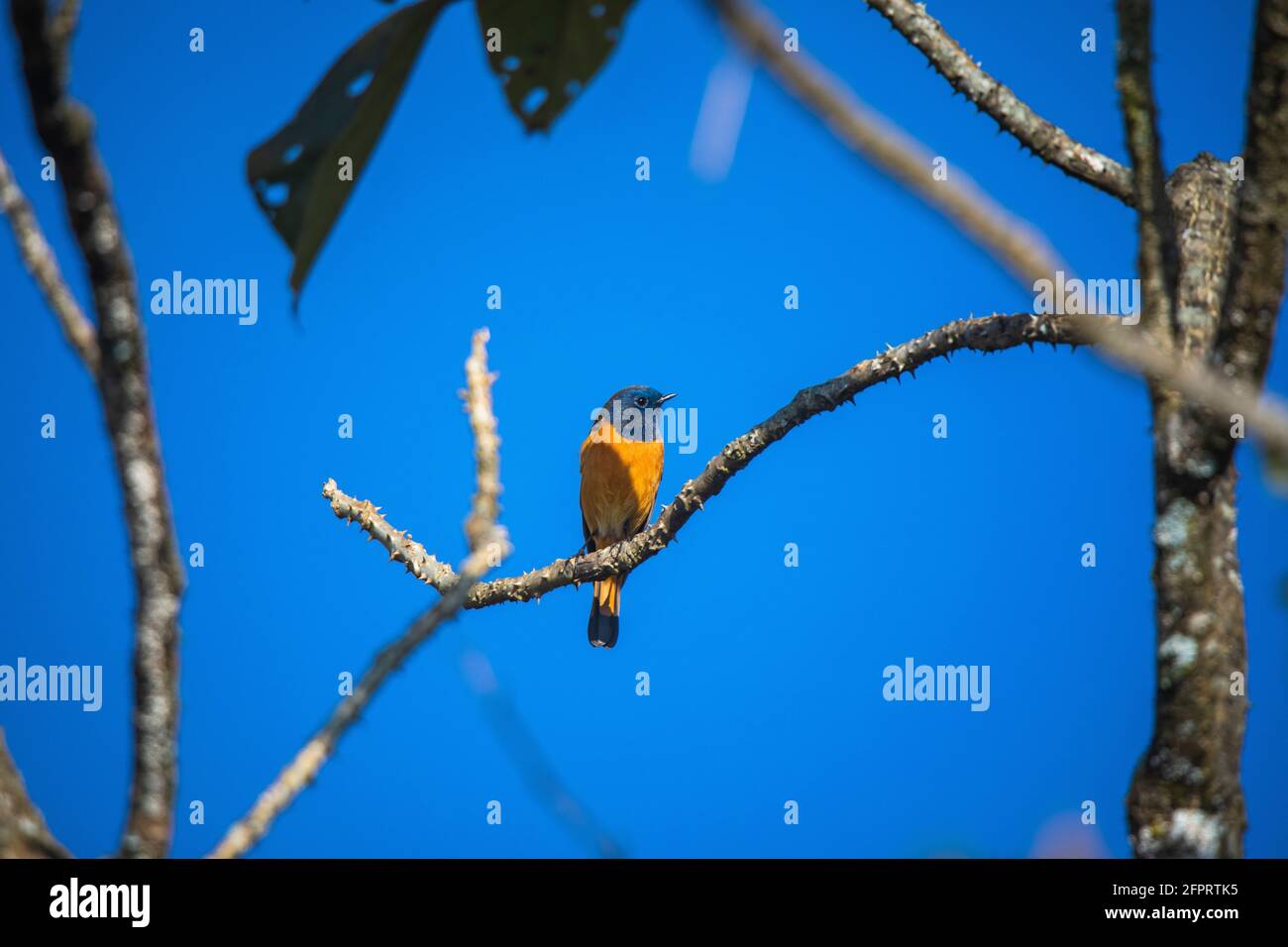 Blue-fronted Redstart, Phoenicurus frontalis, Pangolekha Wildlife ...