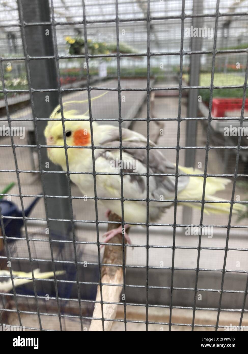 Cockatiel funny hi-res stock photography and images - Alamy