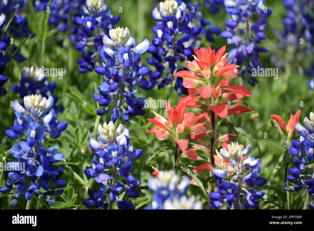 Indian paint hi-res stock photography and images - Alamy