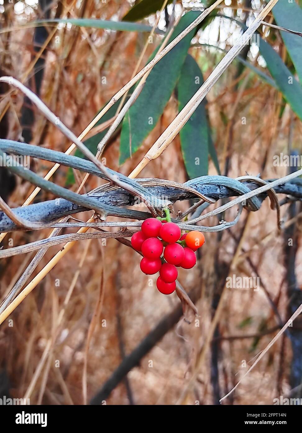 Close up shot of red berries on a plant Stock Photo - Alamy