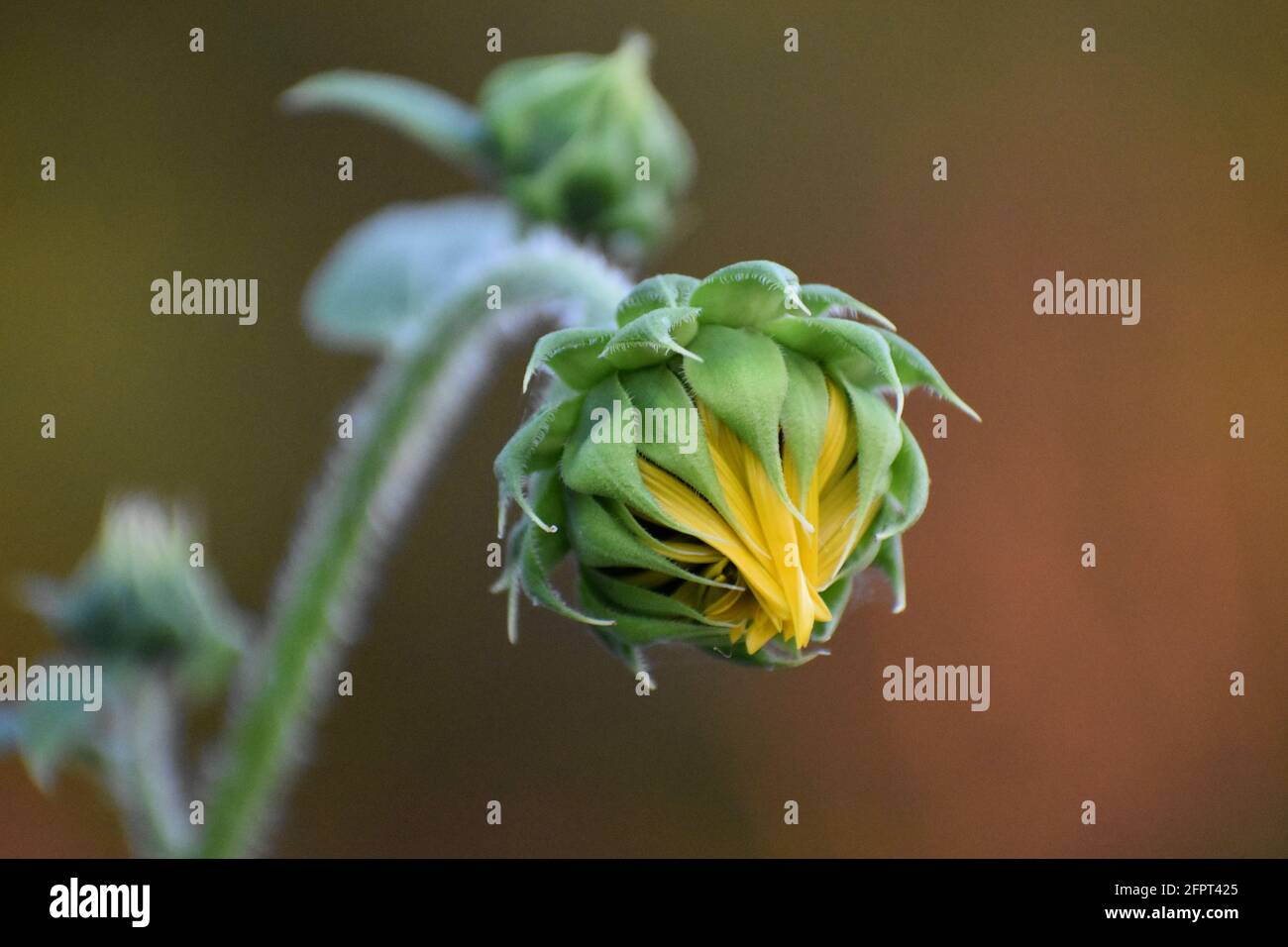 Closed sunflower hi-res stock photography and images - Alamy