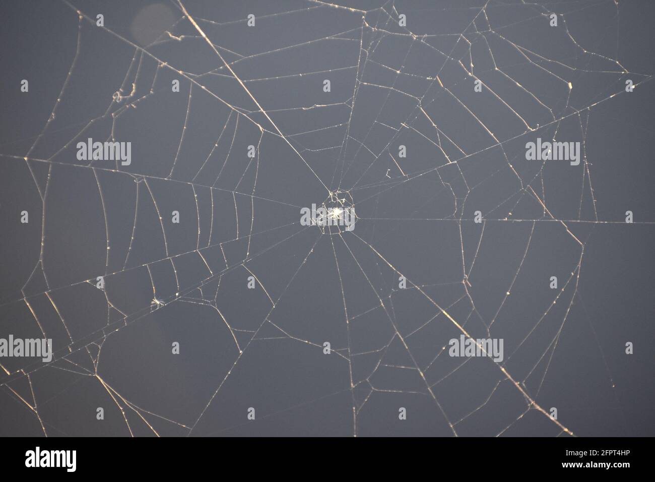 Spider web around the house Stock Photo - Alamy