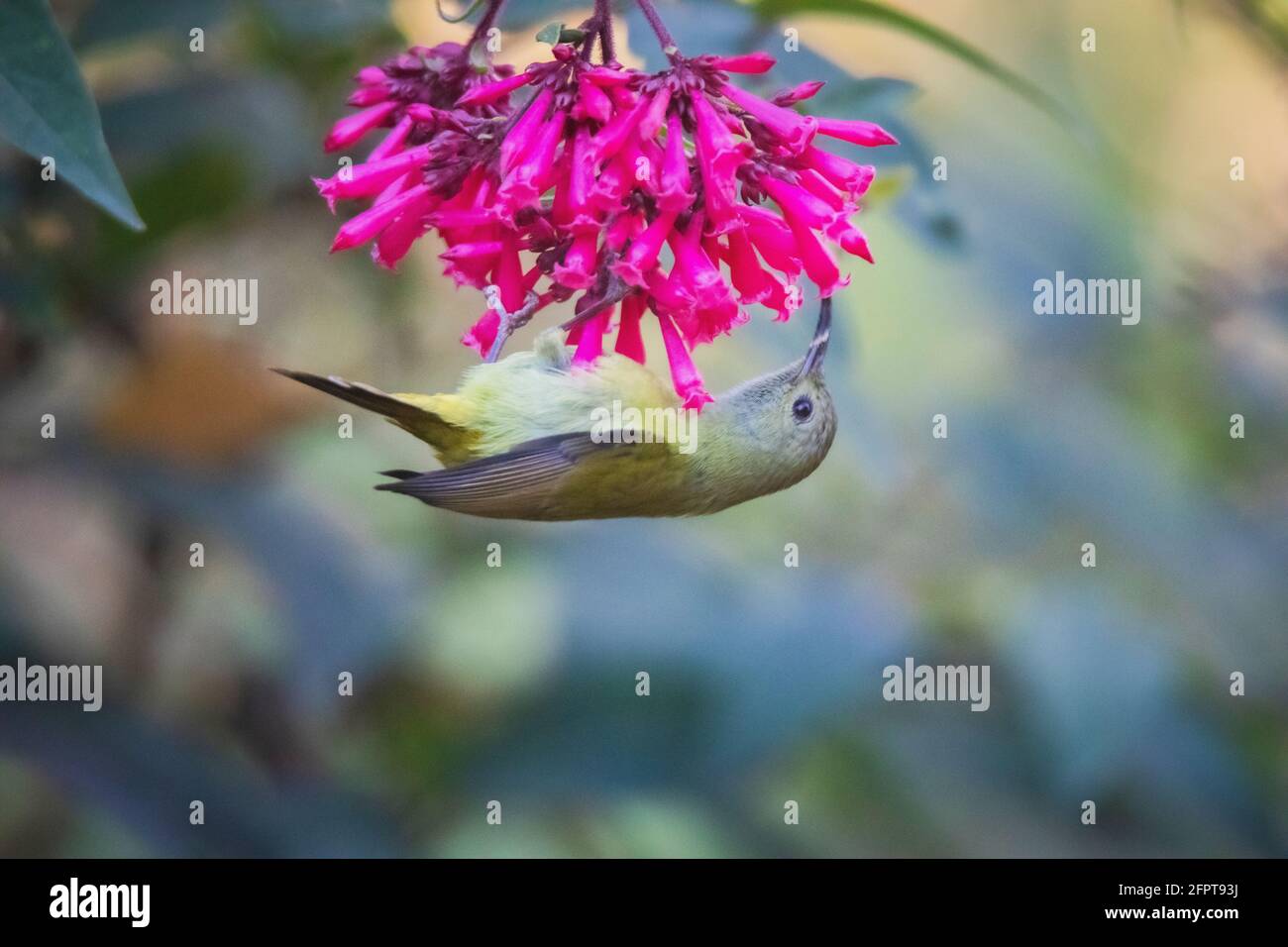 Green-tailed Sunbird, Aethopyga nipalensis, Sikkim, India Stock Photo ...