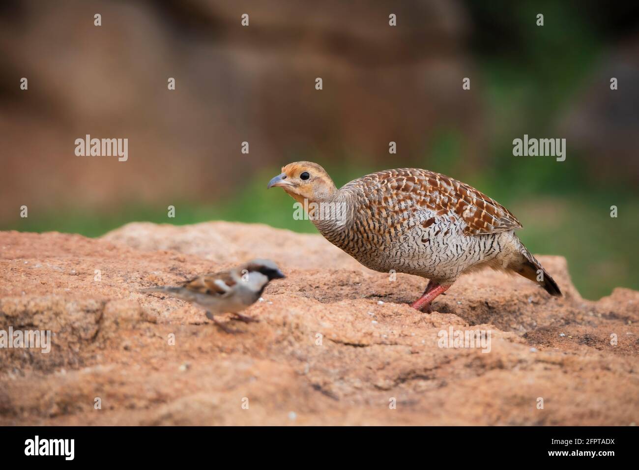 Grey Francolin, Francolinus pondicerianus, Hampi, Karnataka, India ...