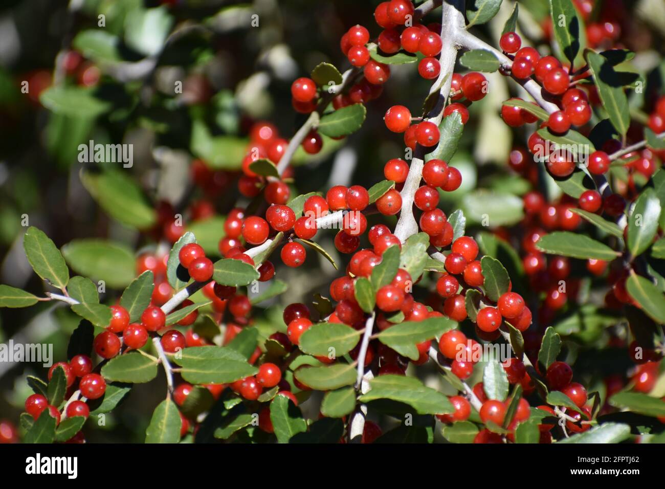 Deciduous holly hi-res stock photography and images - Alamy