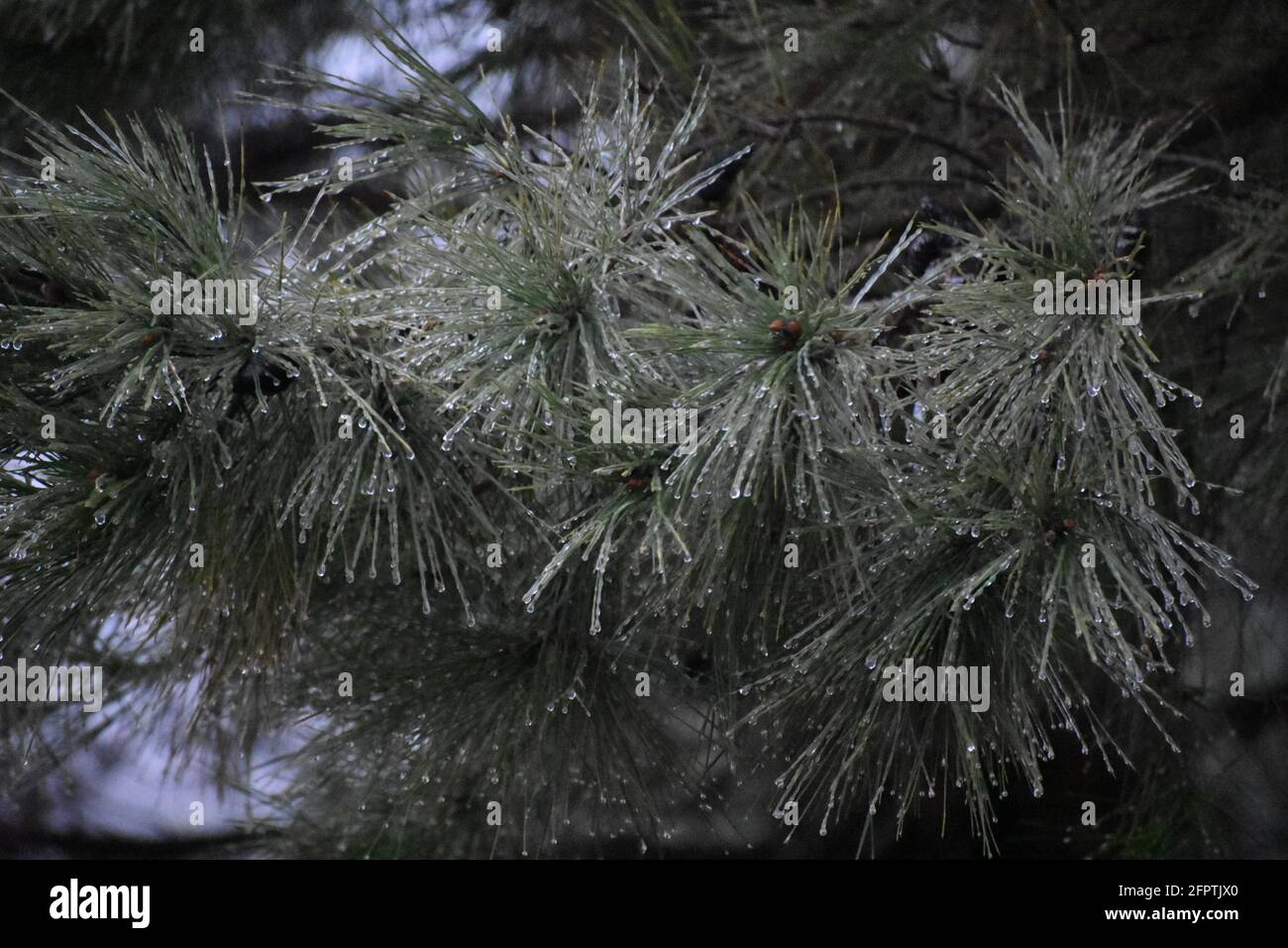 Neddles hi-res stock photography and images - Alamy