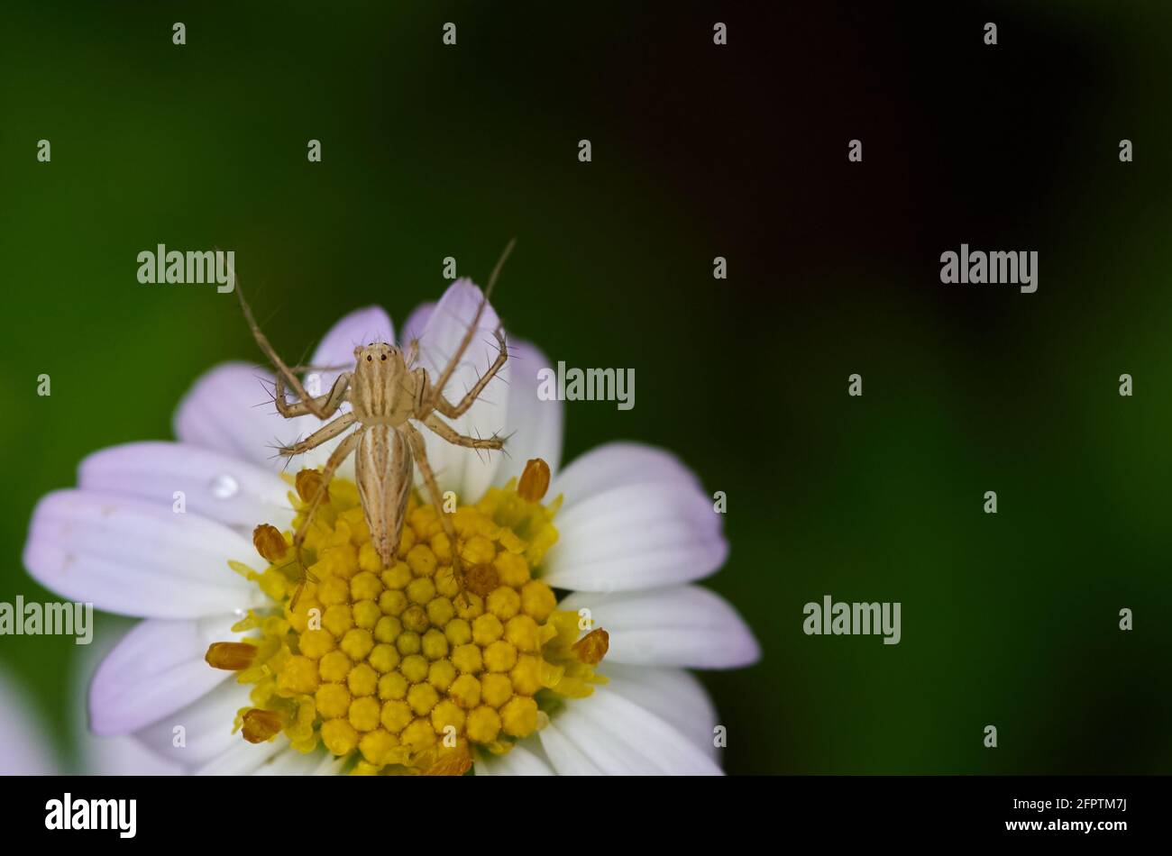 A spider on the daisy flower Stock Photo - Alamy
