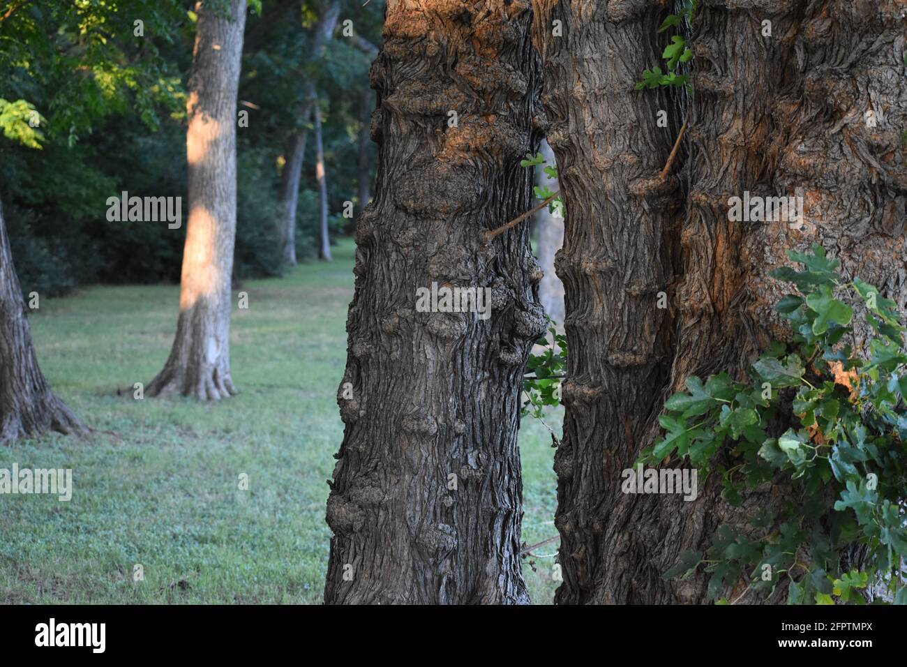 Roundish hi-res stock photography and images - Alamy