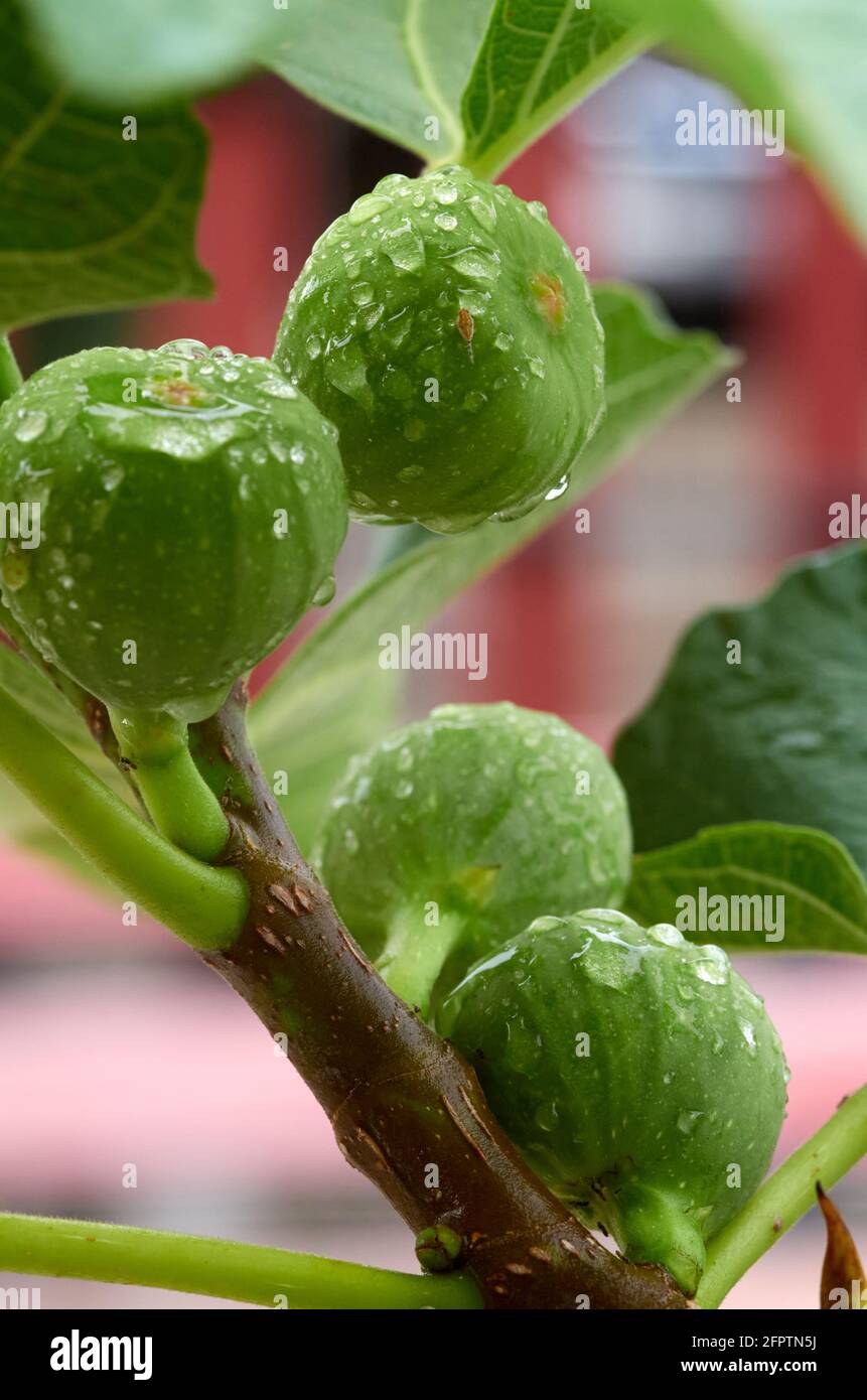 Wet figs hi-res stock photography and images - Alamy