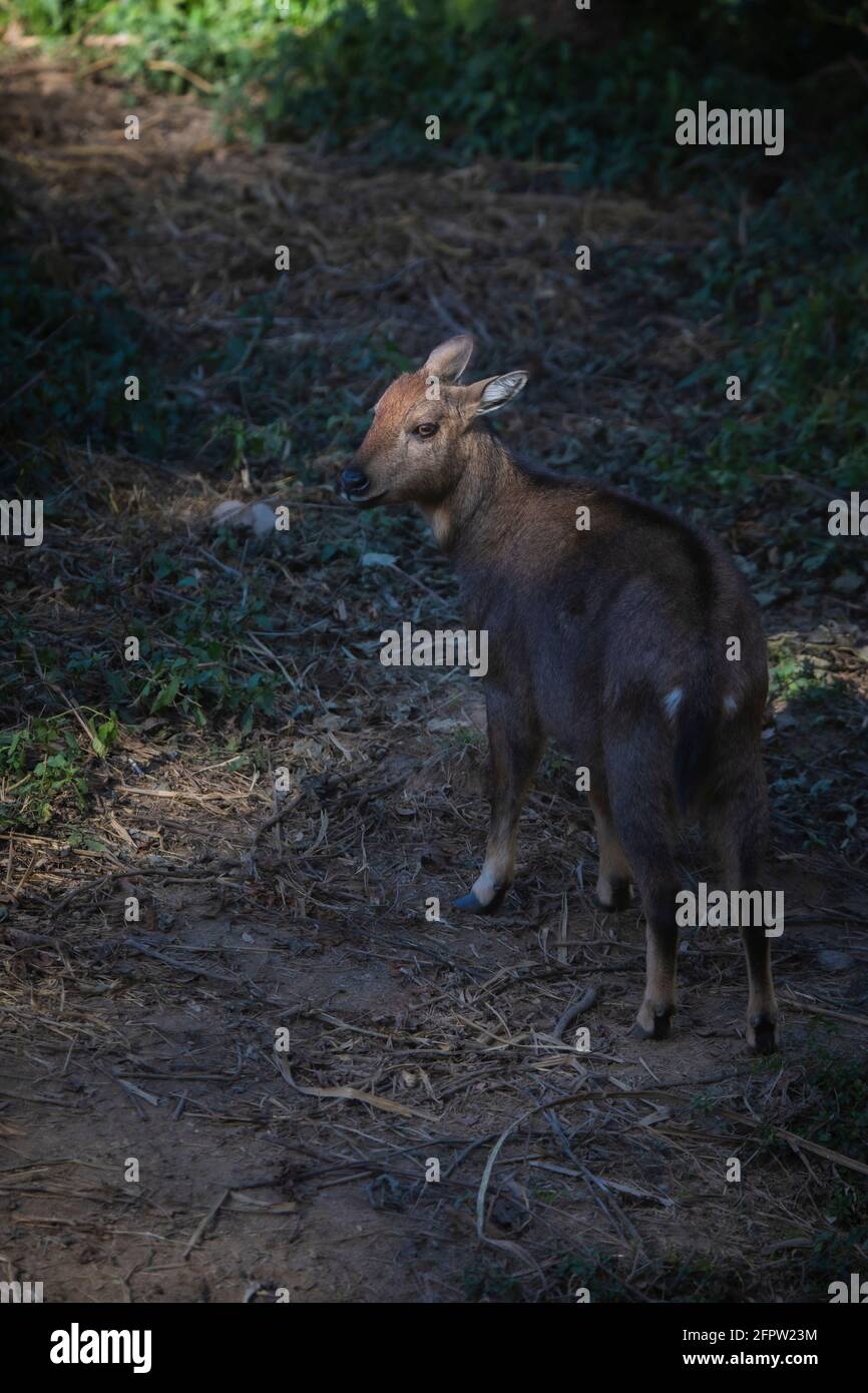Red goral hi-res stock photography and images - Alamy