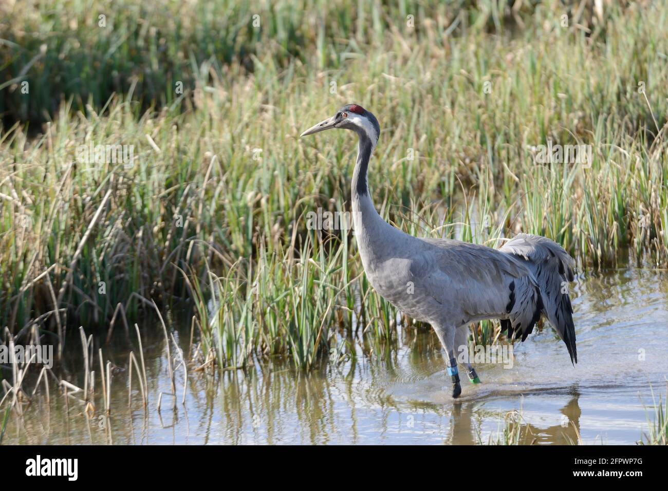Common / Eurasian crane (Grus grus) released by the Great Crane Project ...