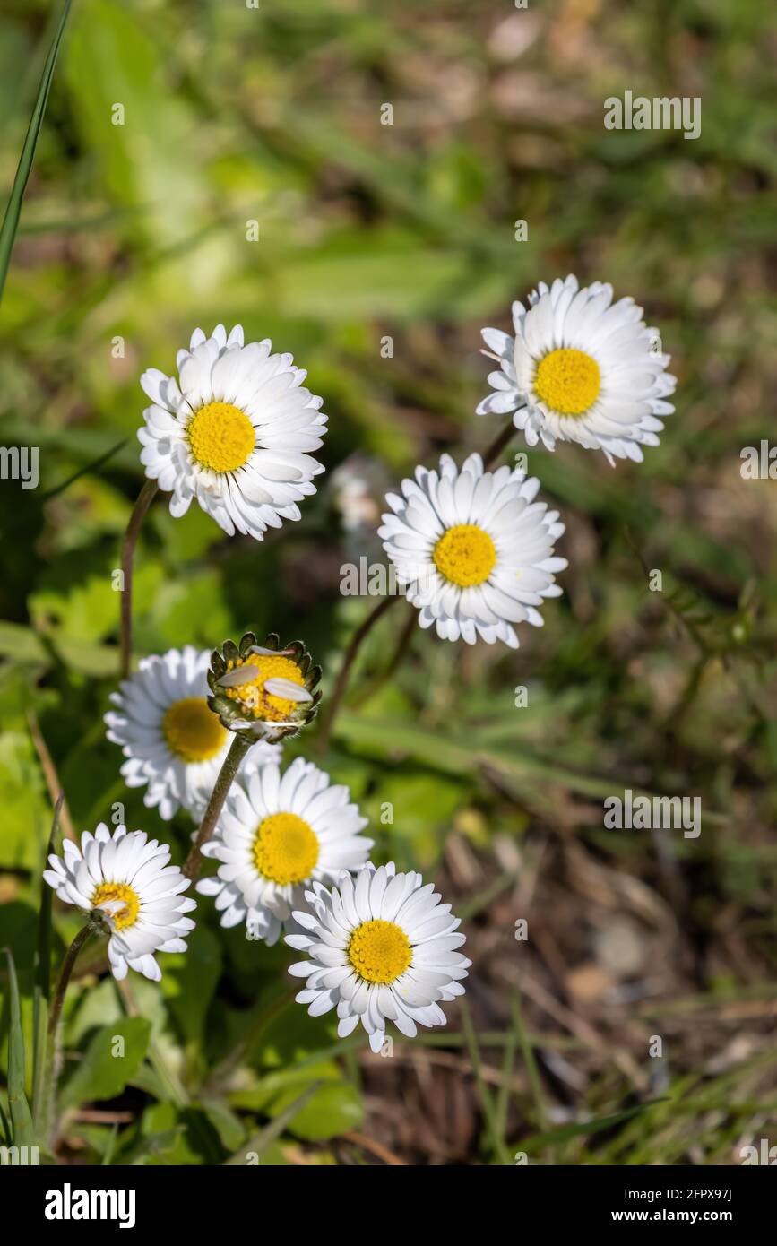 fresh daisies in full bloom growing wild in a park in early spring ...