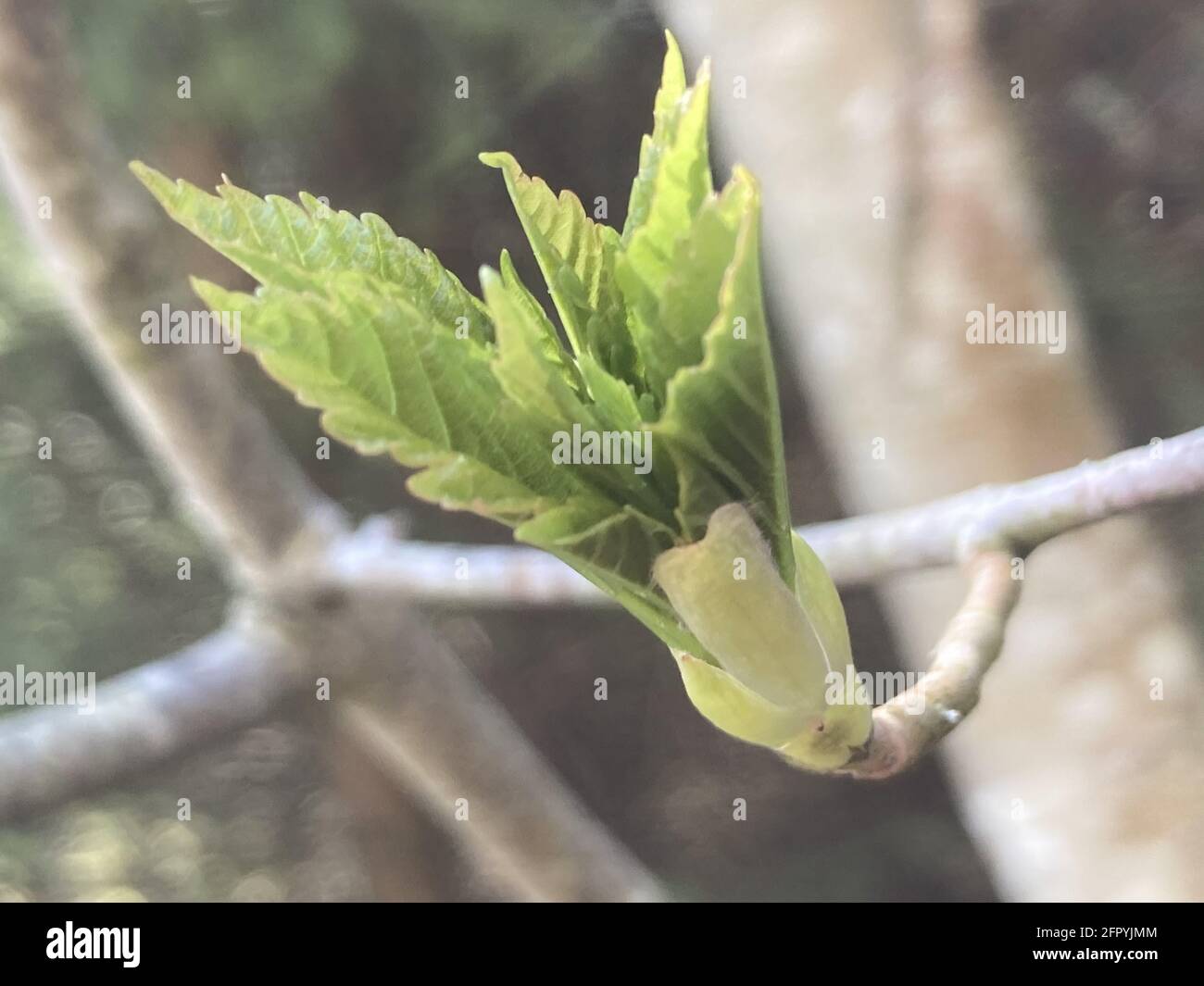 Closeup of new growing leaves on a tree branch Stock Photo - Alamy