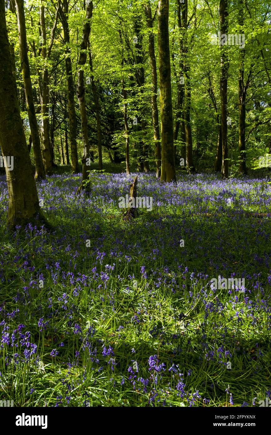 Forest with wildflowers hi-res stock photography and images - Alamy