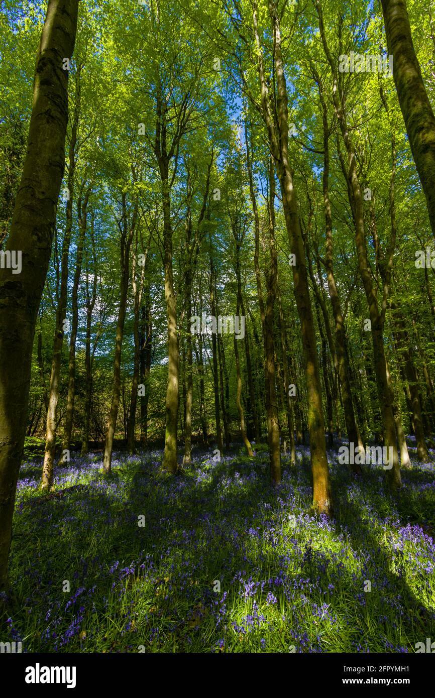 Colorful Bluebells in full flower in a small woods in the Brecon ...