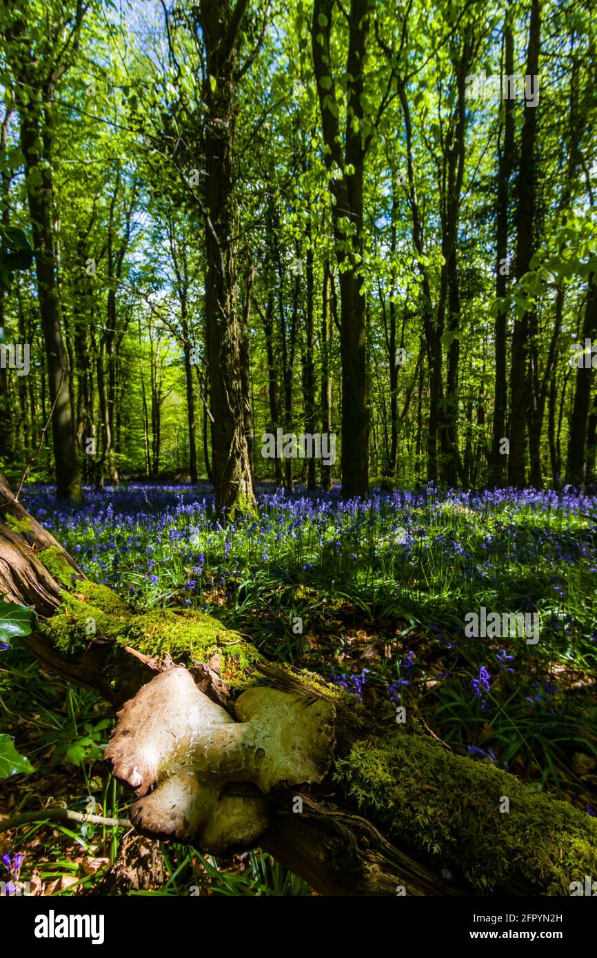 Wales forest spring hi-res stock photography and images - Alamy