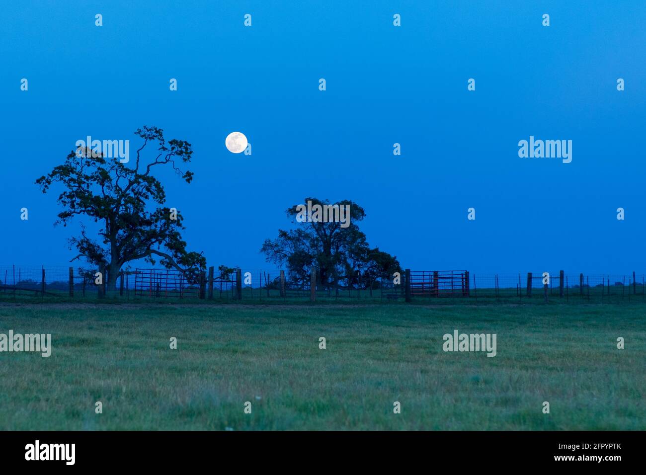 Moon rise over oak trees california cattle pasture Stock Photo - Alamy