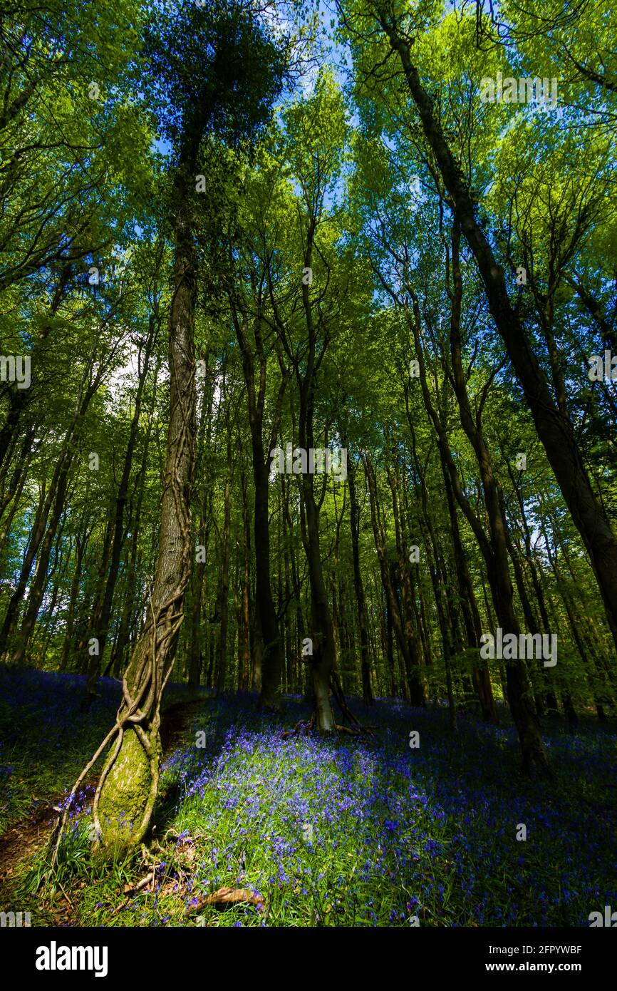 Wales forest spring hi-res stock photography and images - Alamy