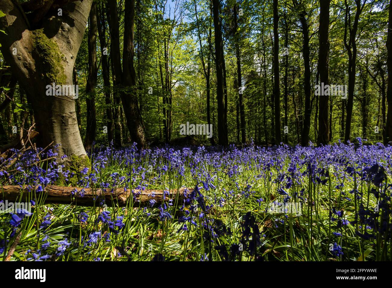 Coed cefn forest hi-res stock photography and images - Alamy