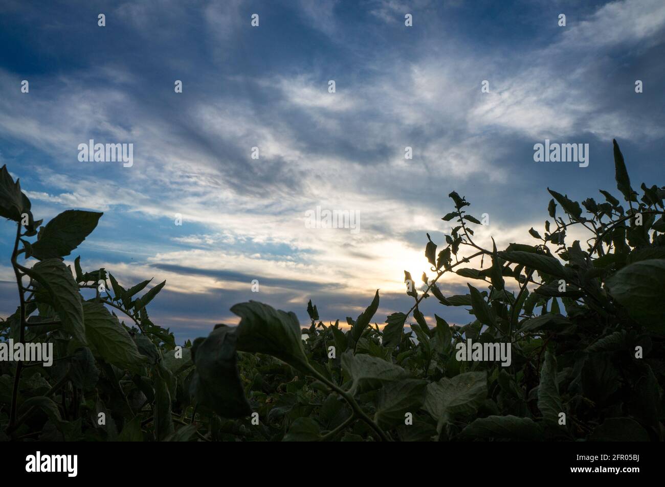 Tomato crop low point of view sunset Stock Photo - Alamy