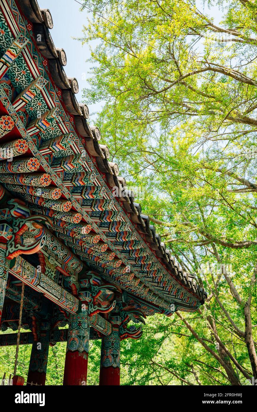 Korean traditional roof with green trees at Jogyesan mountain Seonamsa ...