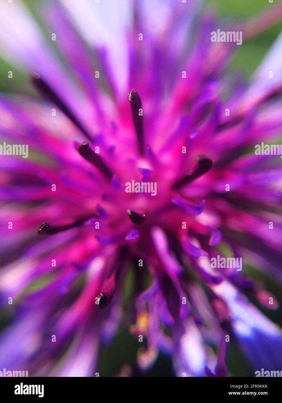 Purple flower close-up. Blurred macro photo of blooming flower petals ...