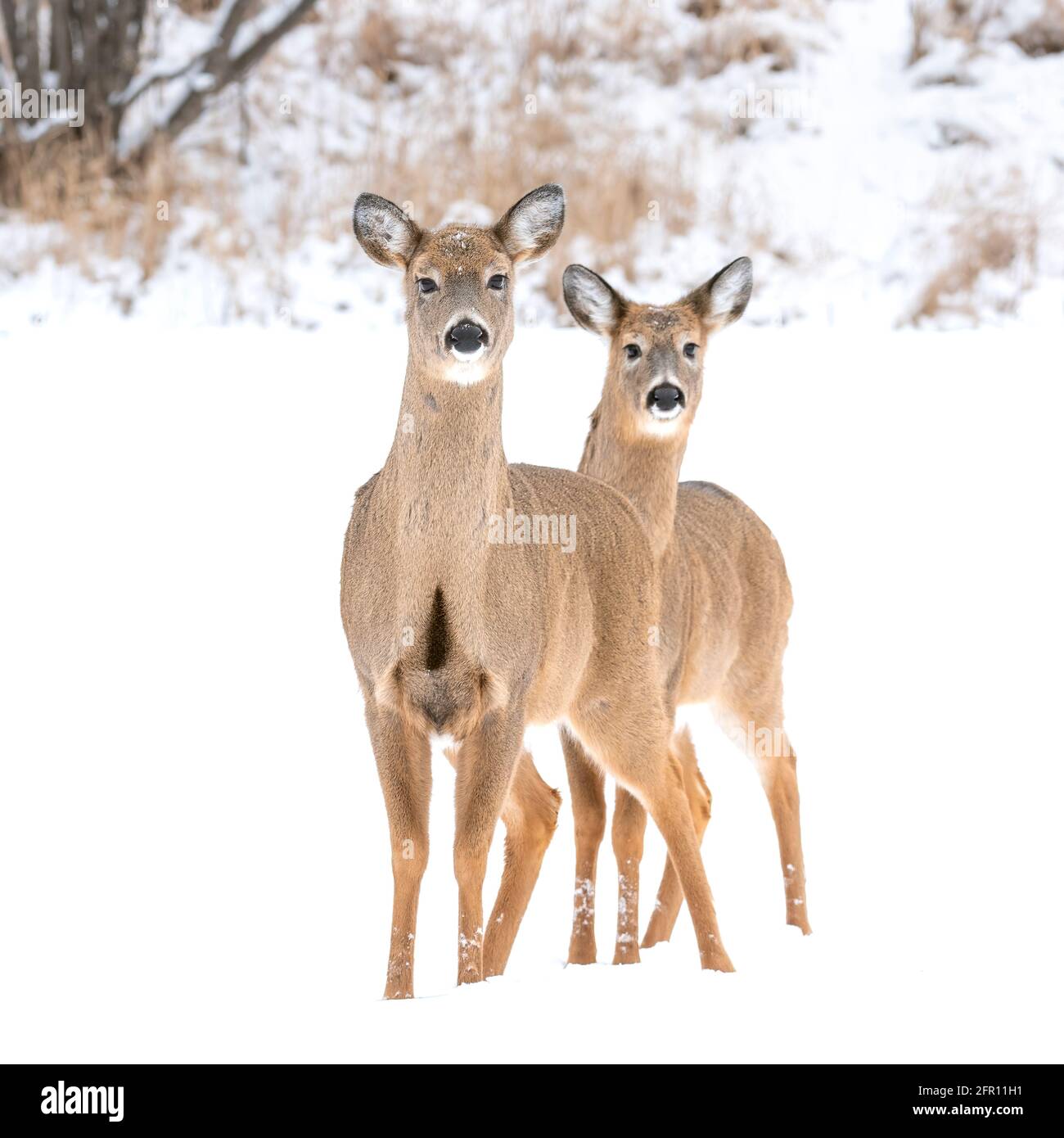 White tailed deer yearling hi-res stock photography and images - Alamy
