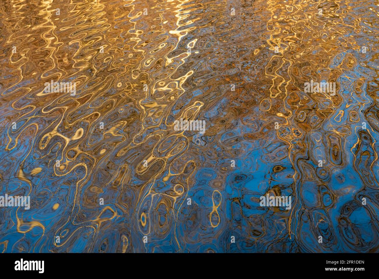 Tree reflections in lake, Minnesota, USA, by Dominique Braud/Dembinsky ...